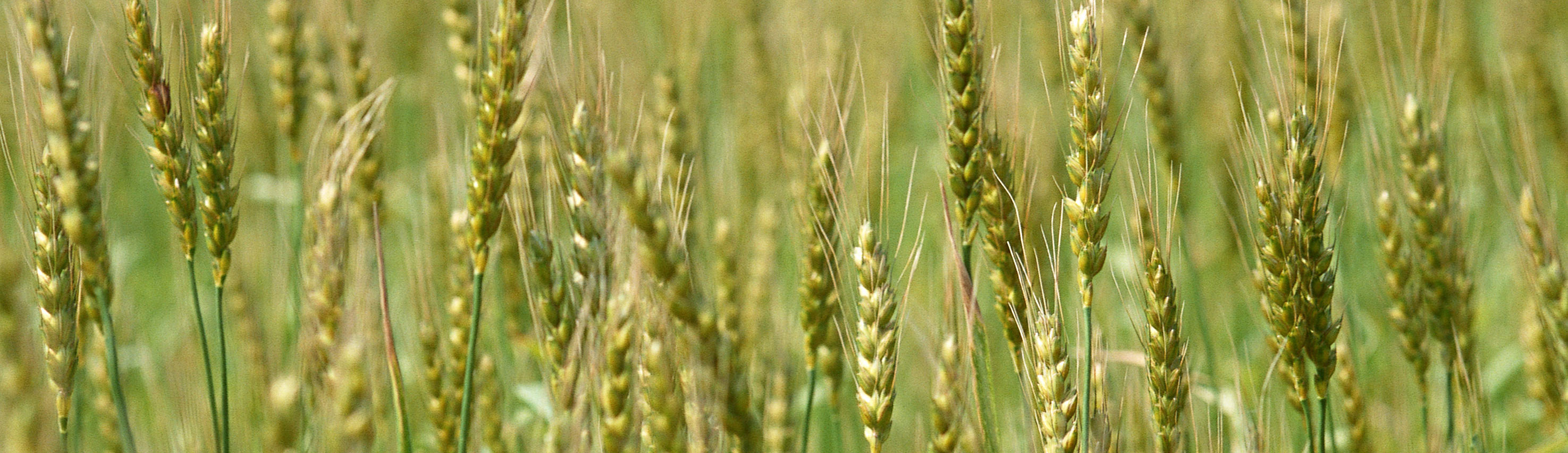 Crop Protection Homepage | BASF農薬